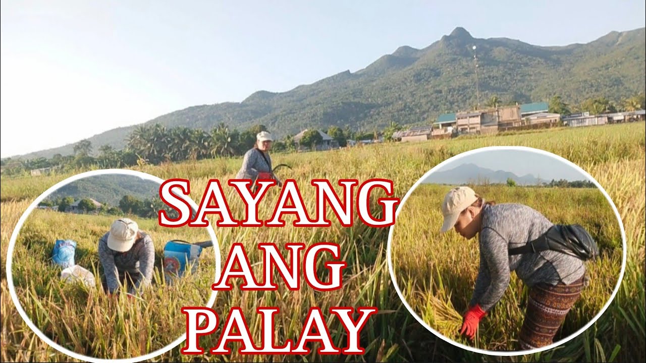 SOBRANG MURA NG PALAY MAGSASAKA SUMUKO NA @KalingapRabOfficial ...