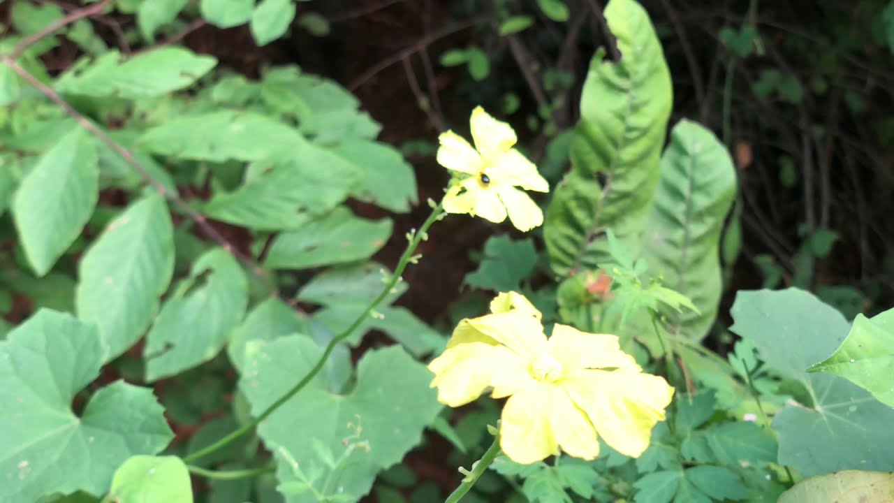"BITTER LUFFA" aka "CHINESE OKRA" By Dr Purna Sreeramaneni. # ...
