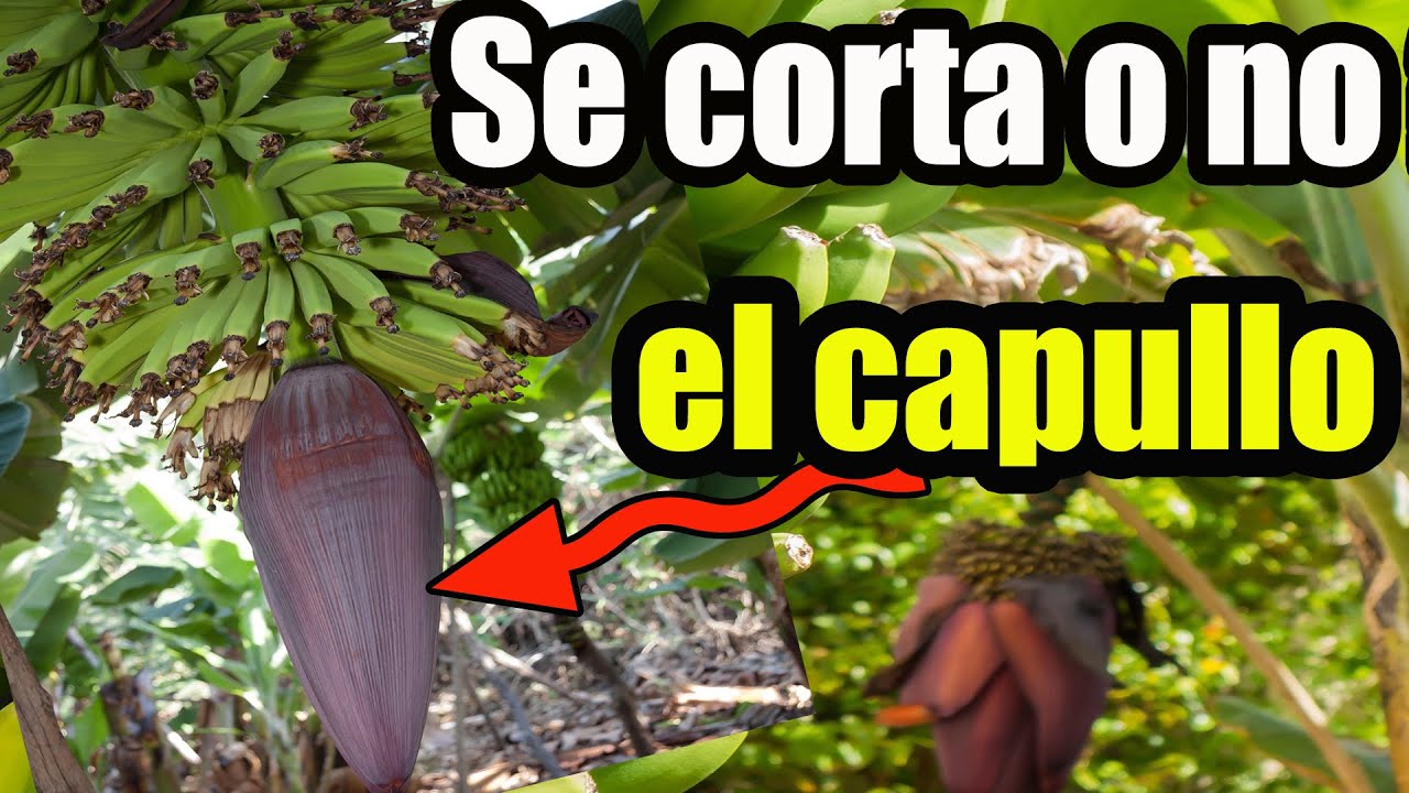 QUE PASA SI NO CORTO LA BELLOTA DEL RACIMO DE PLÁTANO - Cortar o no la ...