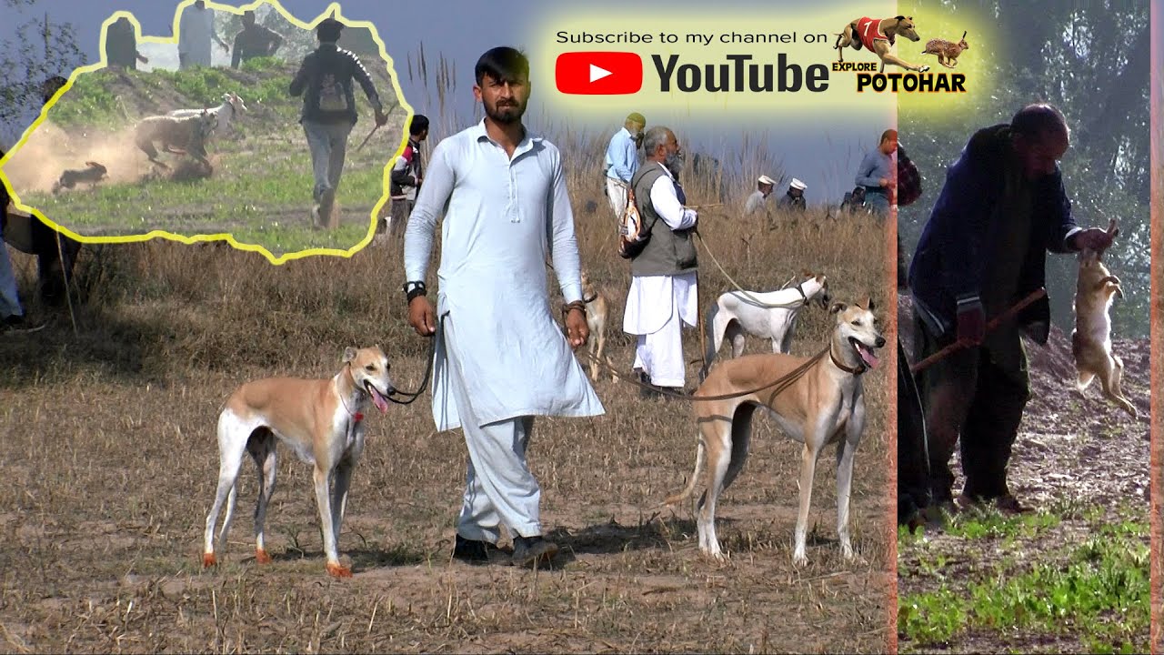 Shikar Khargosh 2022 | Rabbit Hunting 2022, 23 | Pakistang Greyhound ...