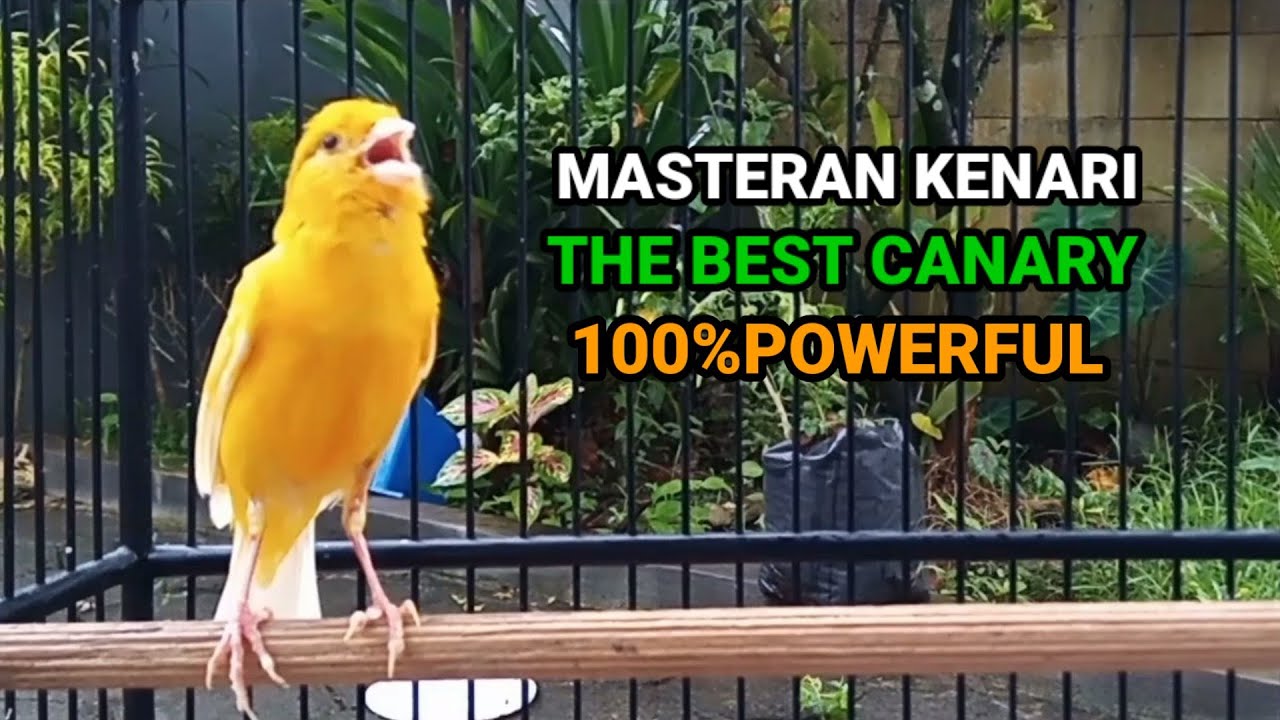 🔴canary bird singing_your canary will not stop singing with this ...