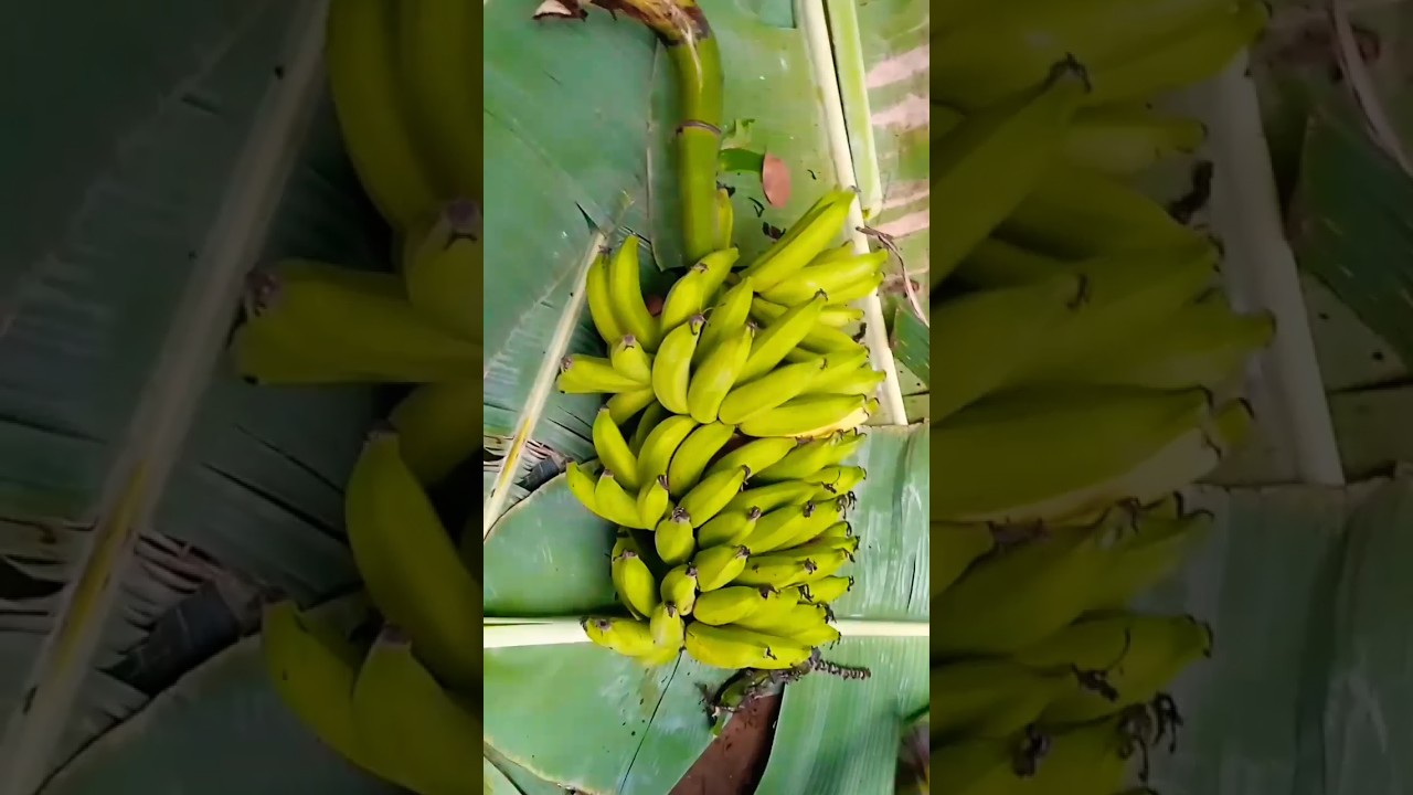 அரிய சிங்கன் வாழை தார் அறுவடை | Harvesting Rare Singan Banana in our ...