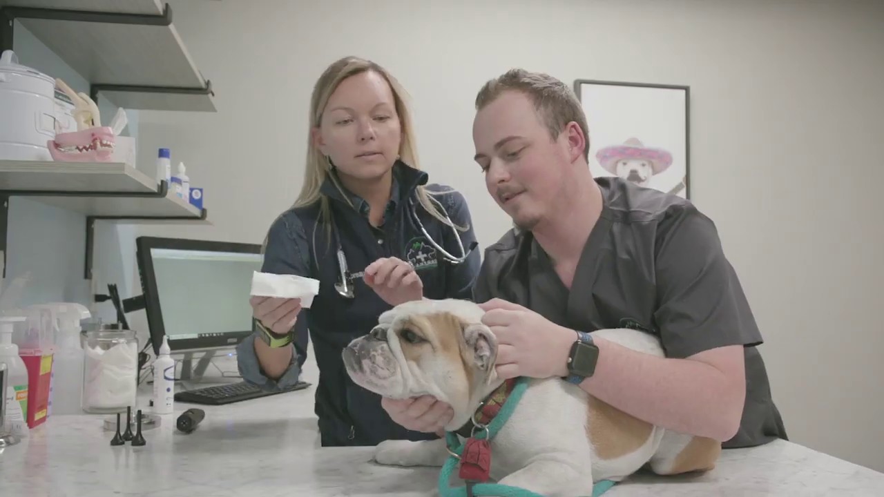 Welcome to Canyons Veterinary Clinic! Now ACCEPTING NEW PATIENTS - YouTube