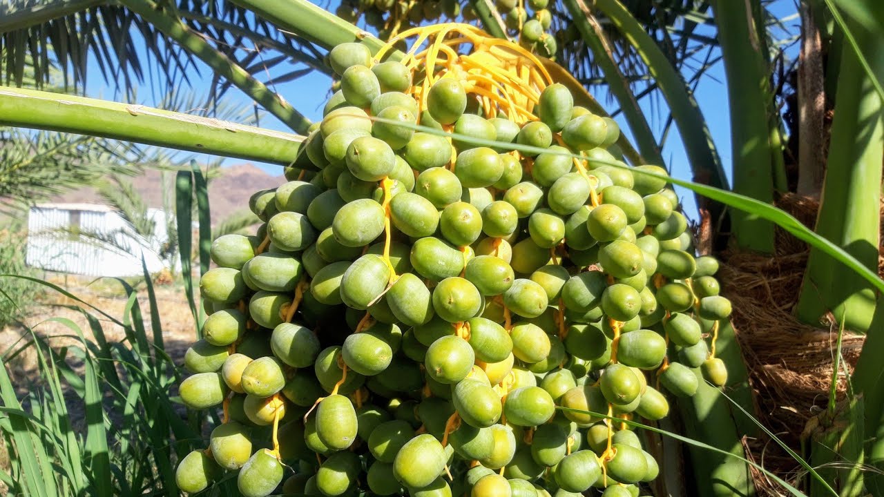 DATES🌴 FARM🌴 IN SAUDI ARABIA 🌴🌴 - YouTube