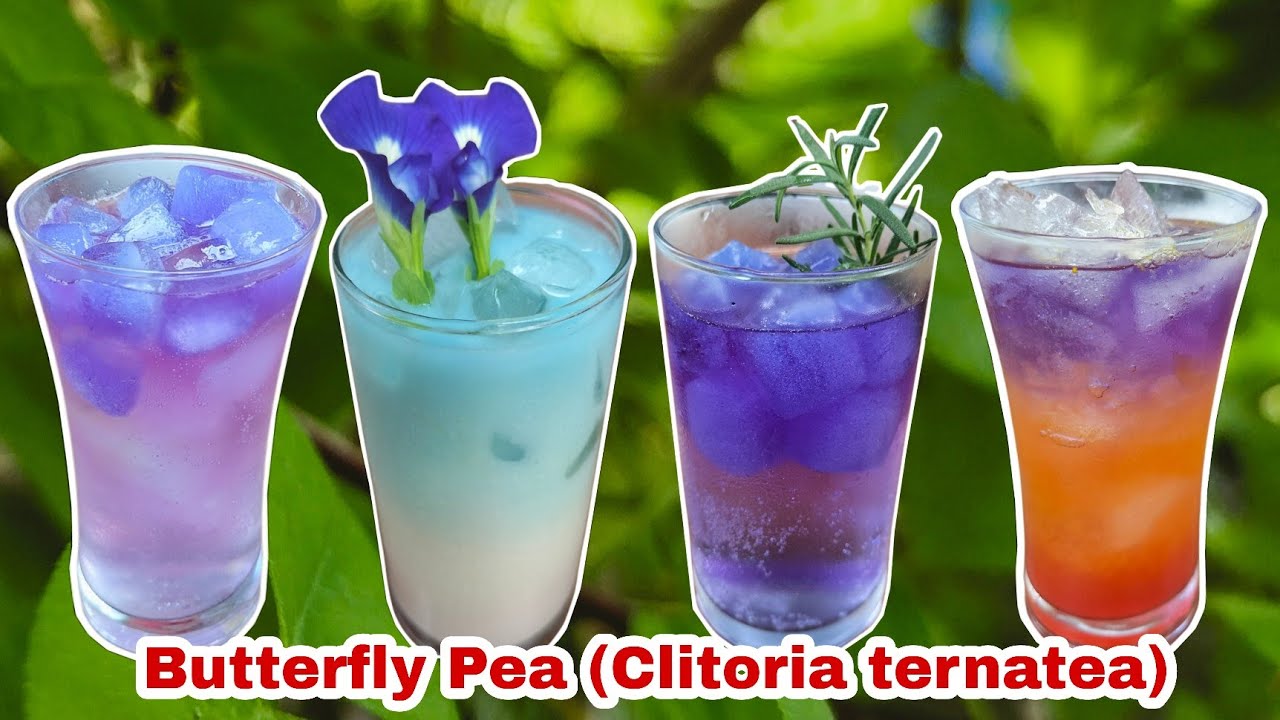 Minuman Estetik!! Minuman Segar Cantik dari Bunga Telang!!! - YouTube