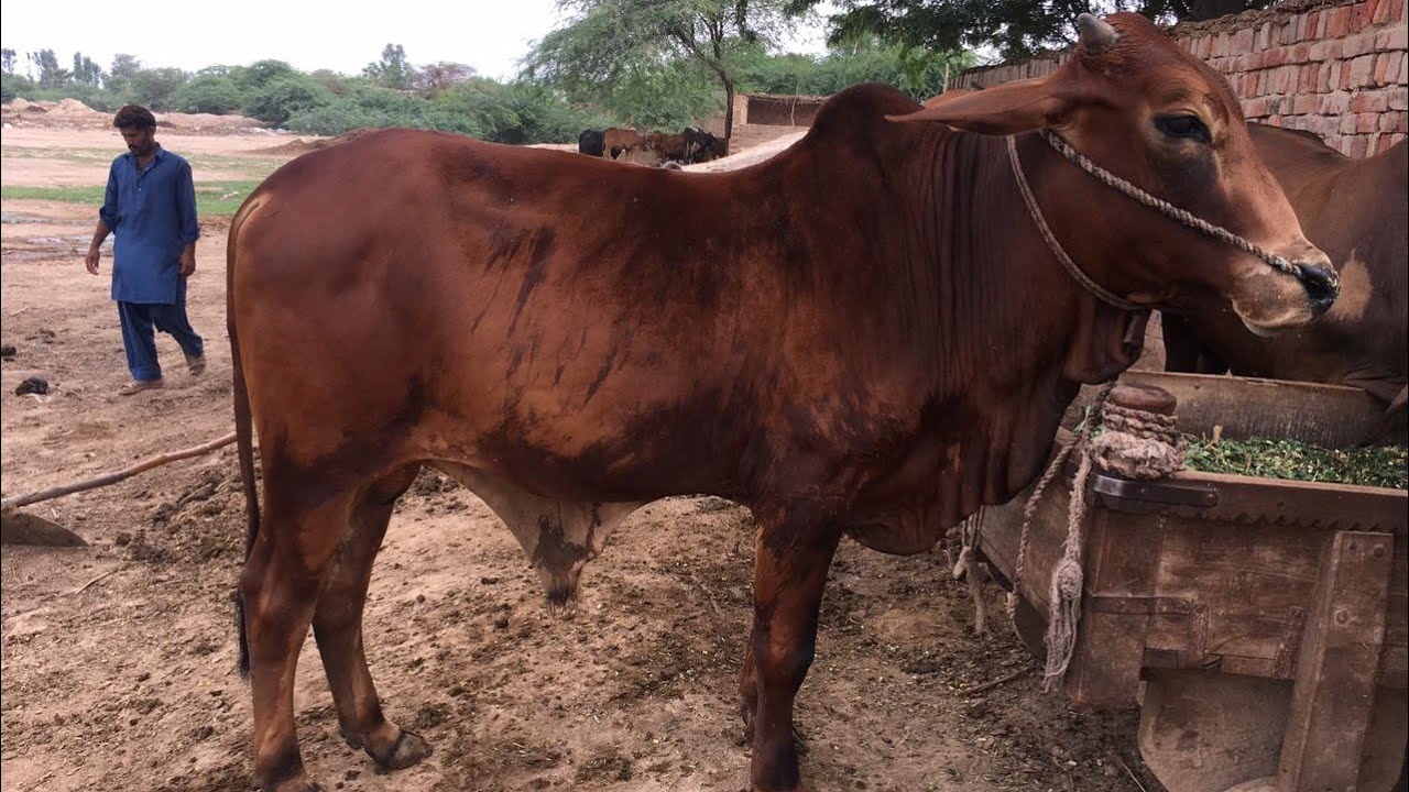 🐂 BEAUTIFUL BULL🐂 |||||| MA SHA ALLAH 😇 - YouTube