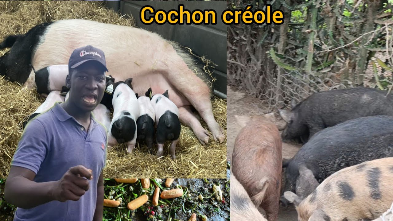 Sa se Pi bon fason pou reyisi elvaj kochon kreyòl, n'ap retounen nan ...