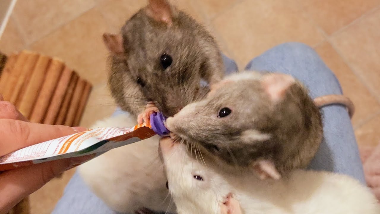 POV your lap is a battleground between four hungry rats - YouTube