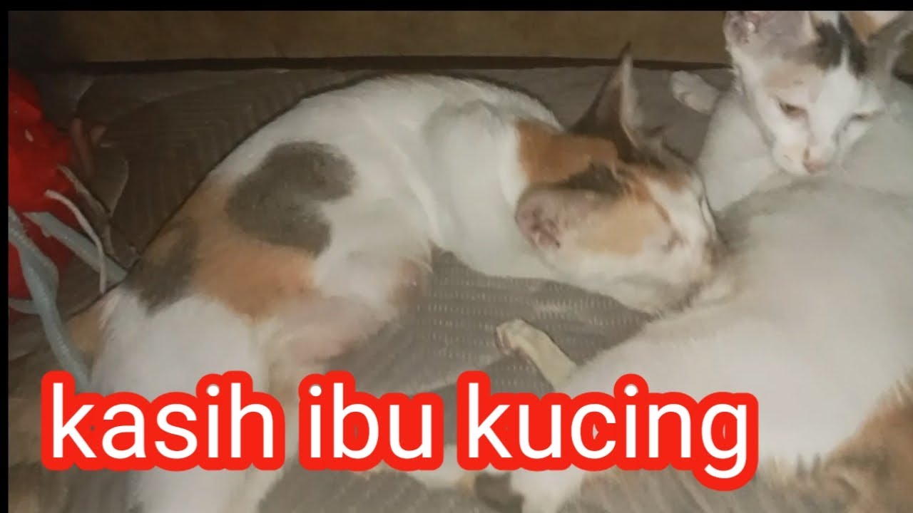 induk kucing yang menyayangi anaknya walau sudah besar - YouTube