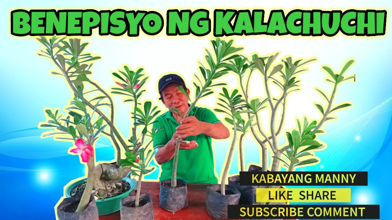 Kalachuchi Benefits - YouTube