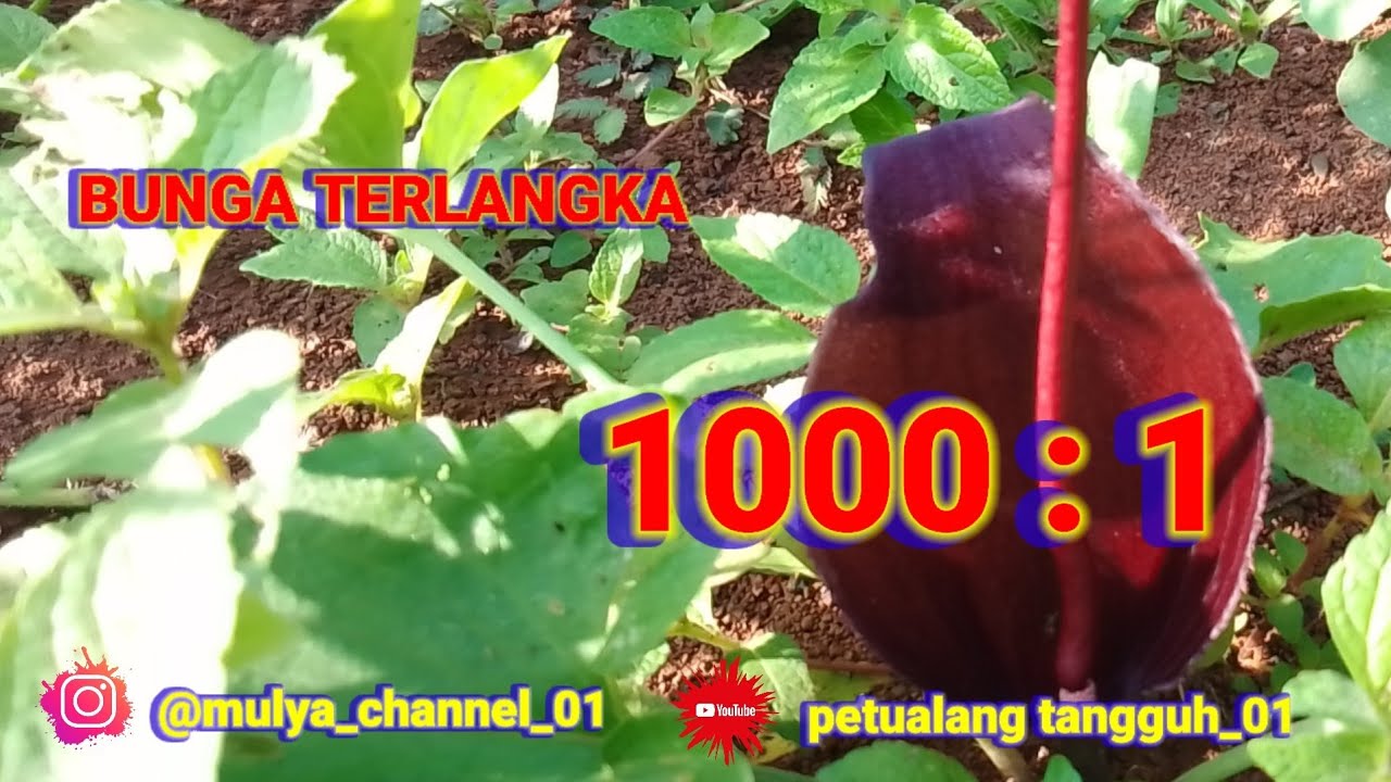 bunga terlangka di kebun area hutan 1000 : 1 #petualang tangguh_01 ...