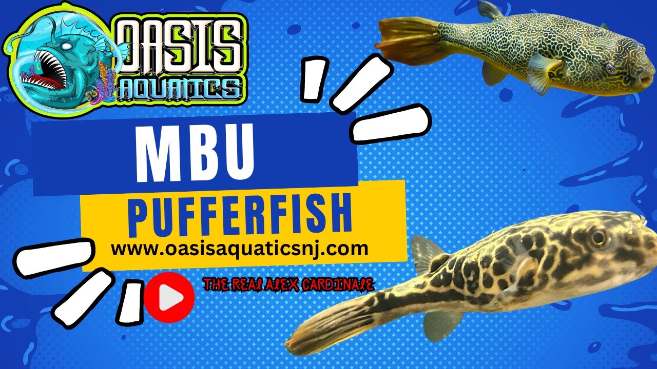 Oasis Aquatics Featured Fish: MBU Pufferfish - YouTube