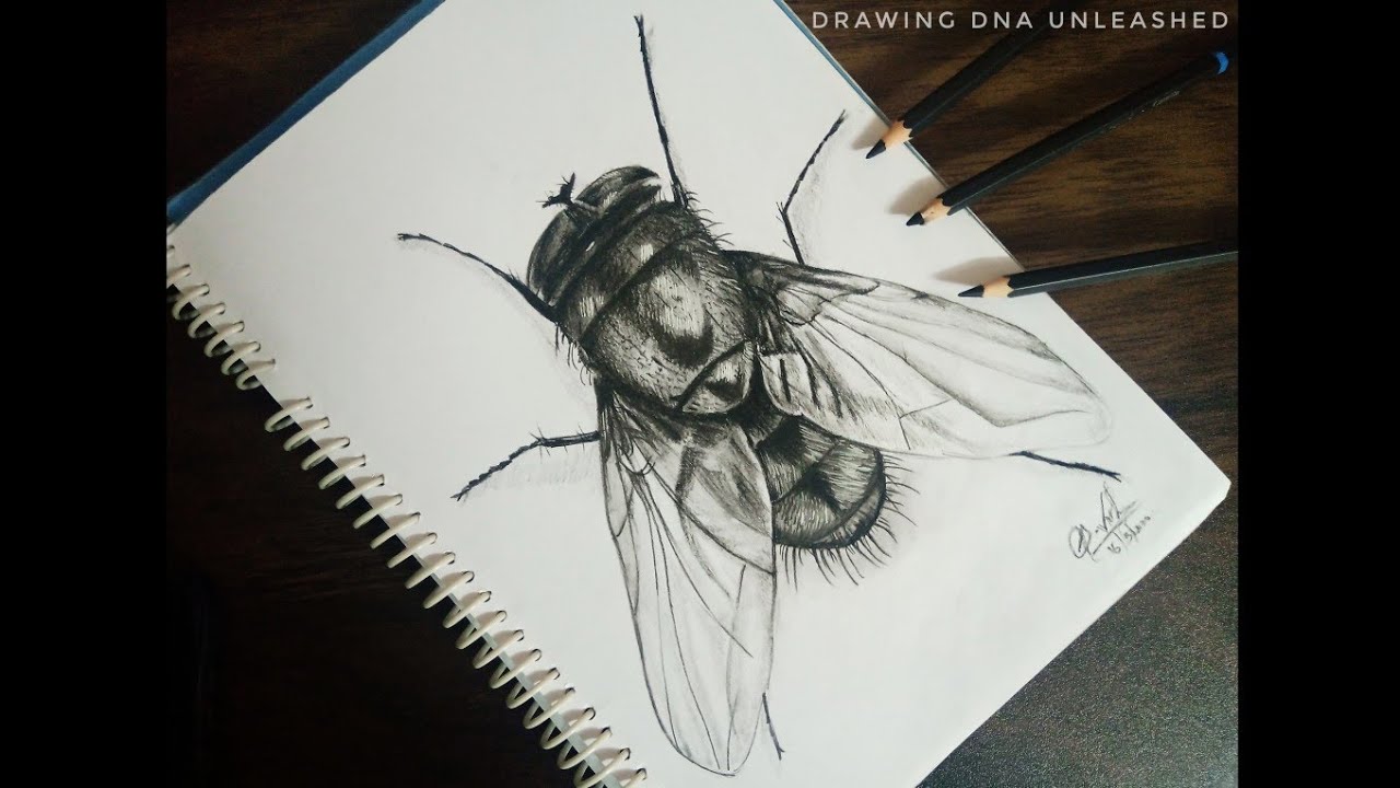 Drawing Fly with charcoal | #realistic #drawing #art - YouTube