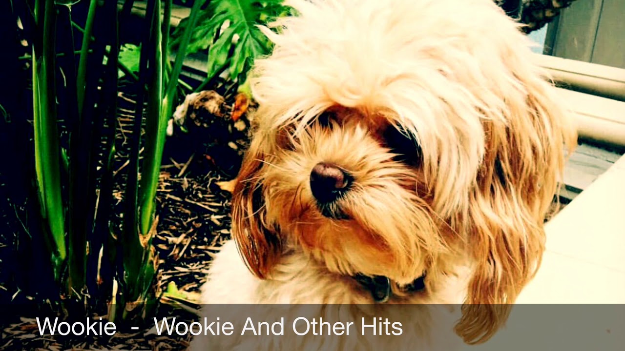 Wookie the song - YouTube