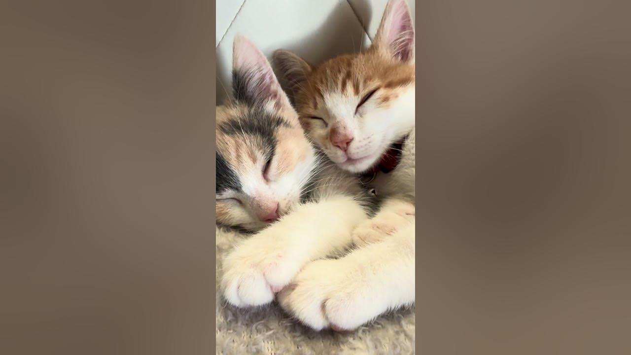 Mona and Simba, peacefully snoozing side by side, pure cuteness overload! - YouTube