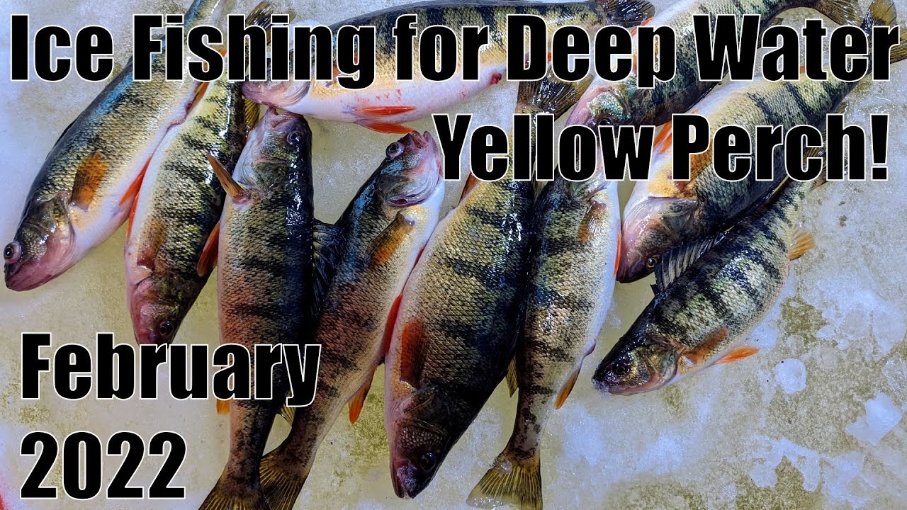 Indiana on Ice: Spectacular Deep Water Perch Fishing! 2/13/22 - YouTube