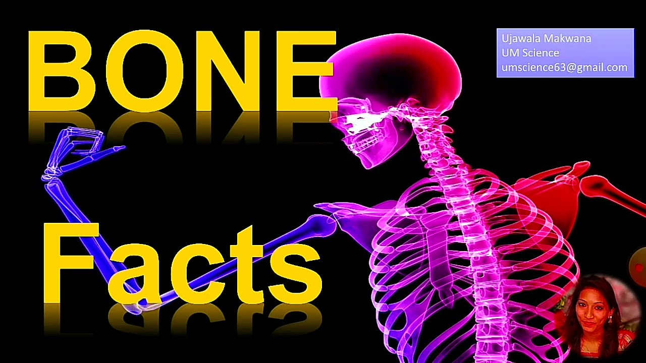 Interesting Facts about Bones - YouTube