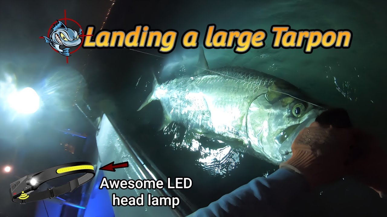 Tarpon on!! Landing a large Tarpon/ Awesome LED Head Lamp - YouTube