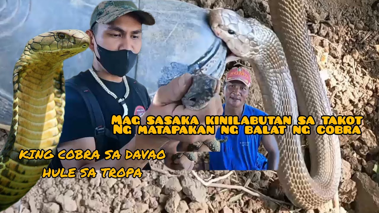 LUNGGA NG MABANGIS NA COBRA SA BUKID #KINGCOBRA SA DAVAO #cobraprince ...