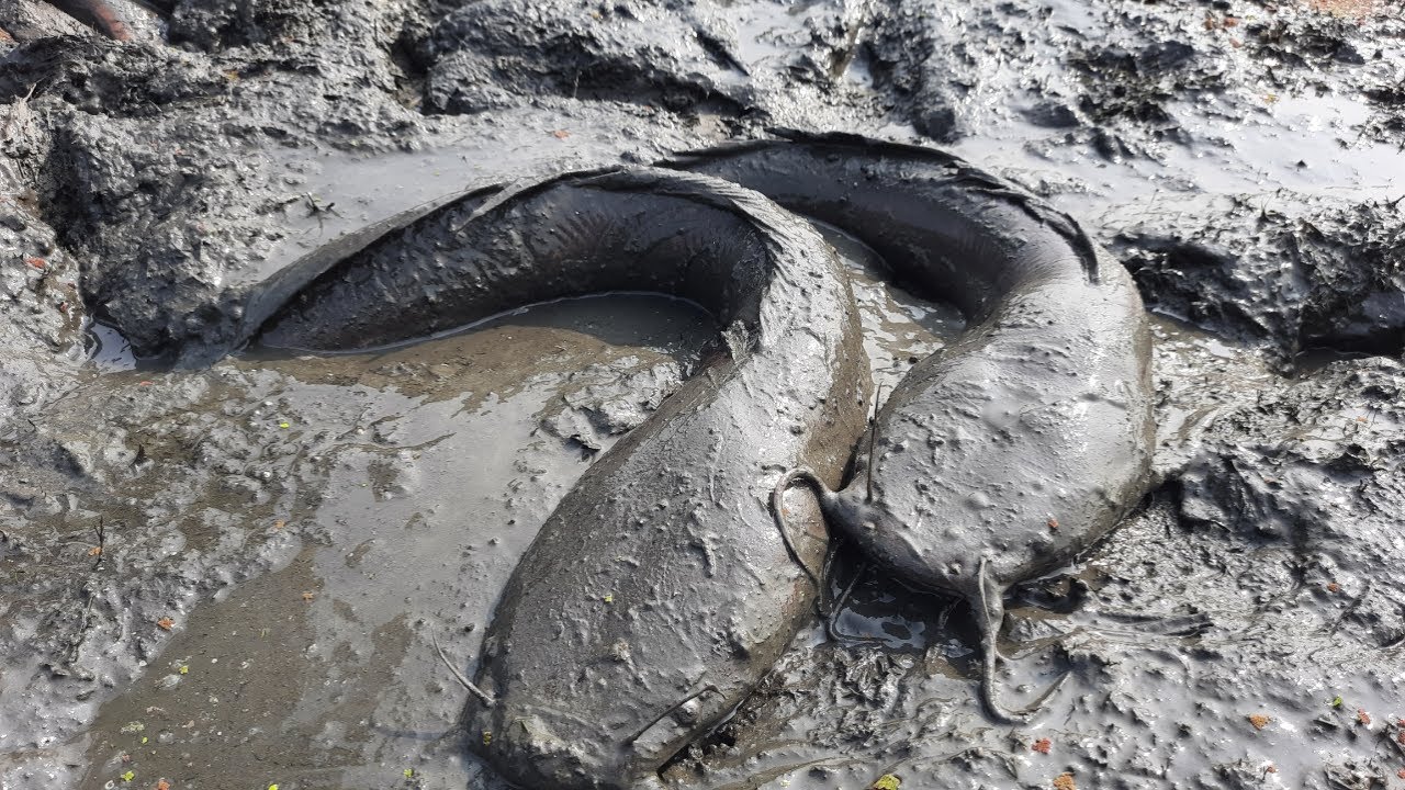 Unique Catfishing Fishing. Big Monsters Fish Catch Big River. - YouTube