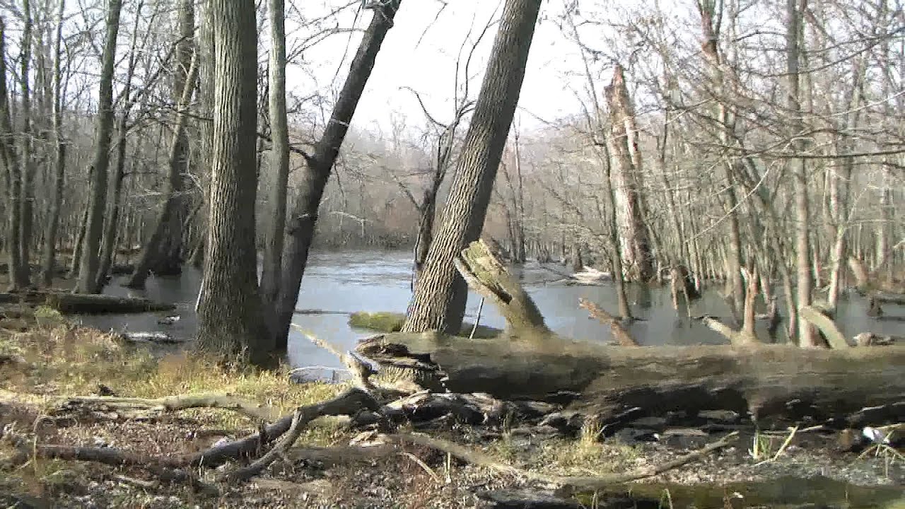 Trip to LaBagh Woods (5/6) 12-7-11 - YouTube