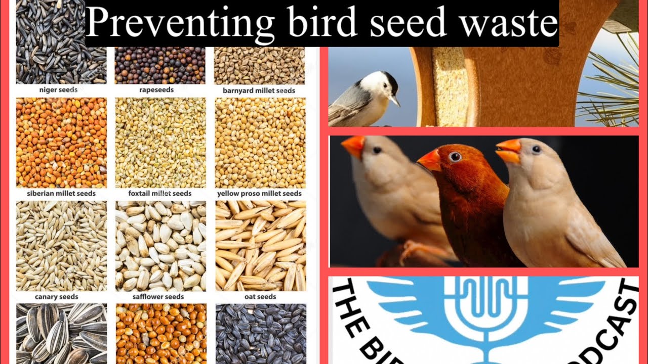 Seed waste: How to save and reuse your bird seed. The birdbrains ...
