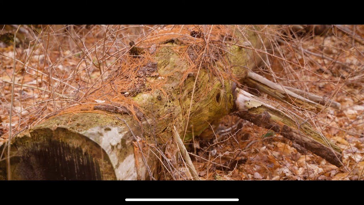 Nature Walk | Sony FX30 Cinematic - YouTube