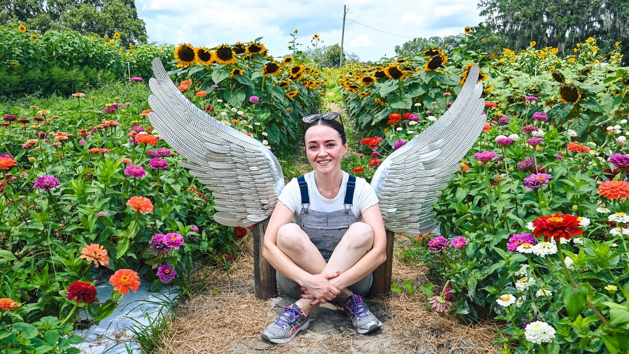 Sweetfields Farm during Sunflower Season - YouTube
