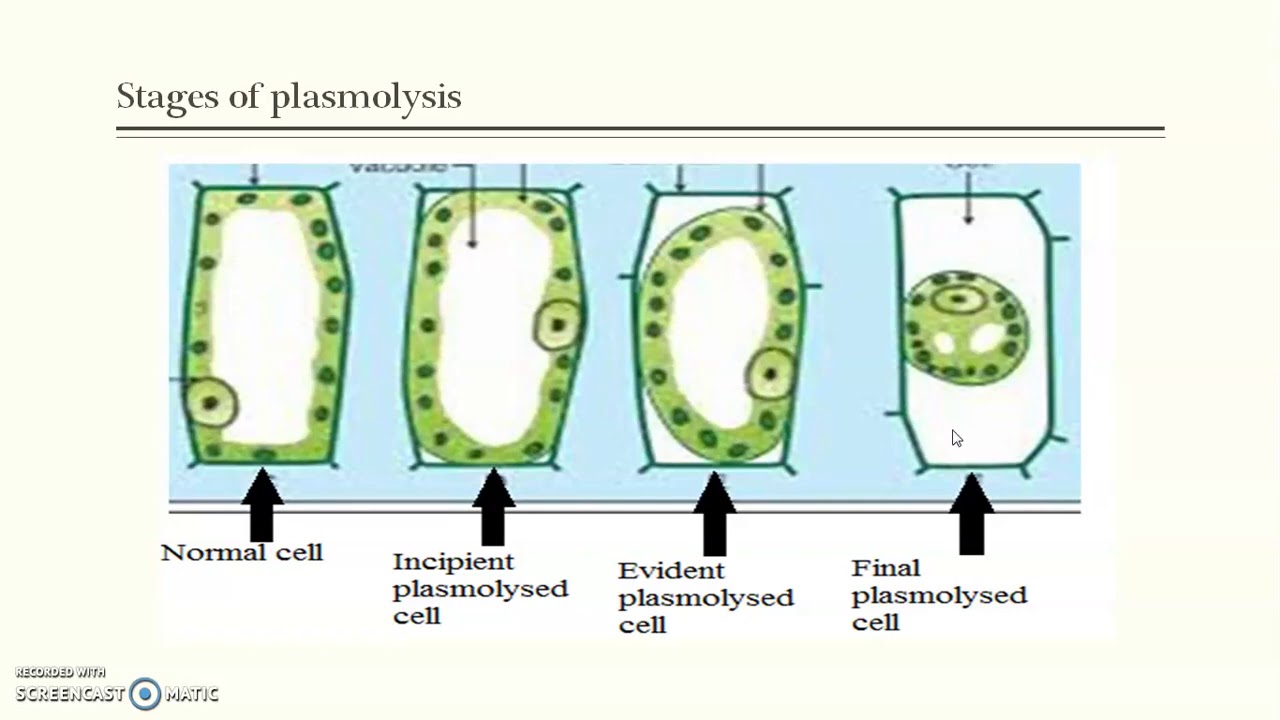 Plasmolysis & Imbibition - YouTube