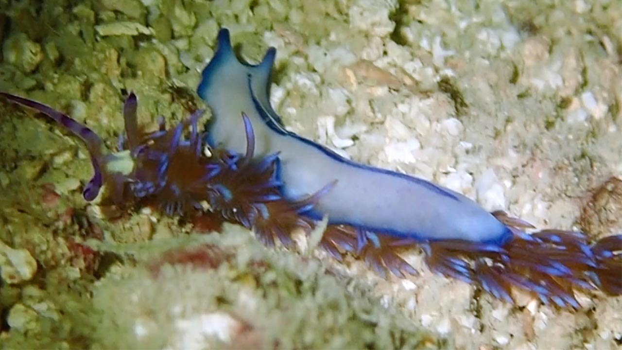 Blue-Lined Flatworm Crawls Over Nudibranch - YouTube