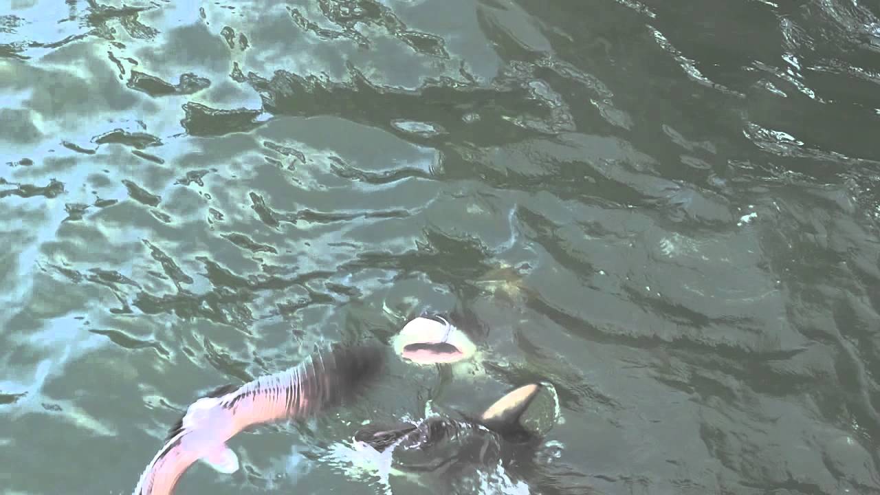 Seagull VS Sharks - YouTube