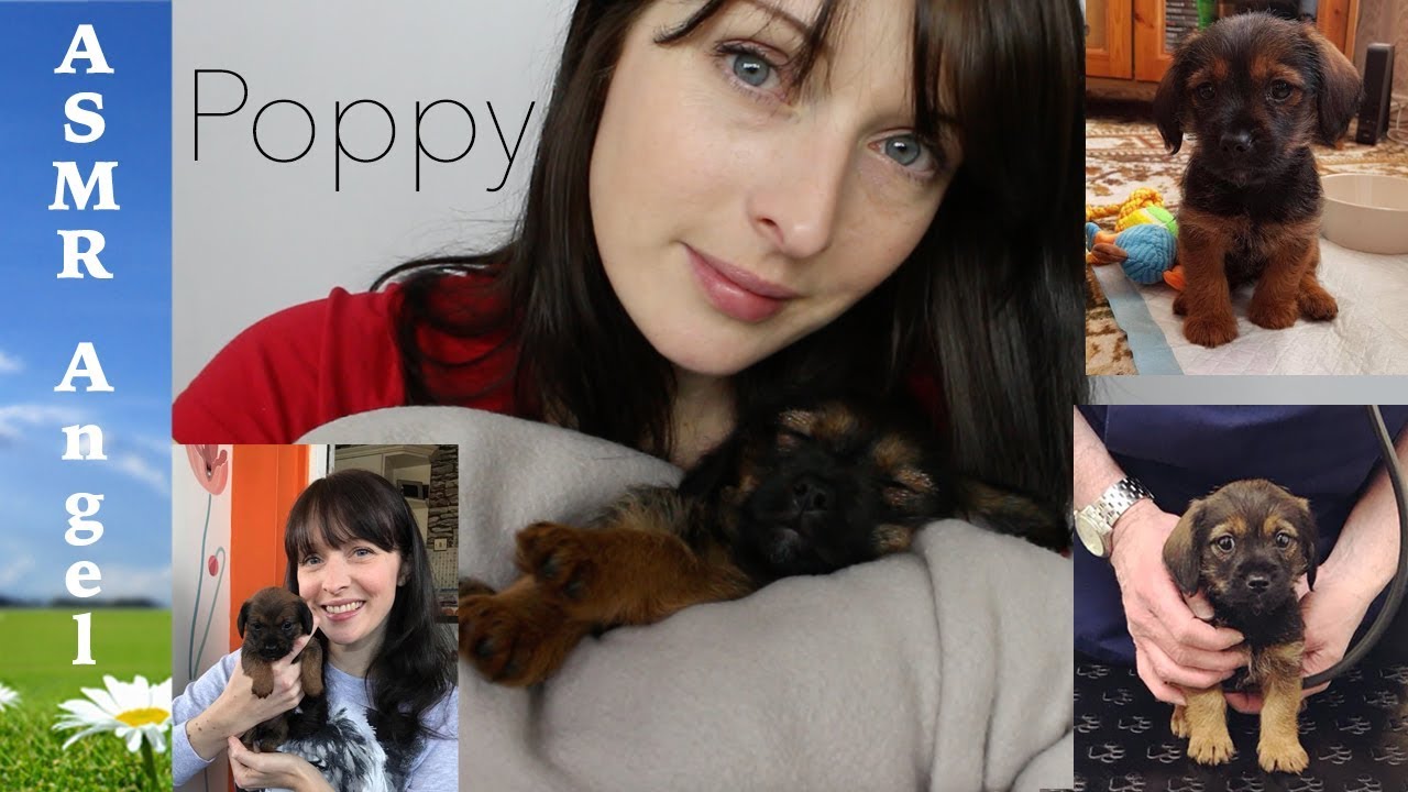 ASMR - Introducing my new Puppy Poppy - YouTube