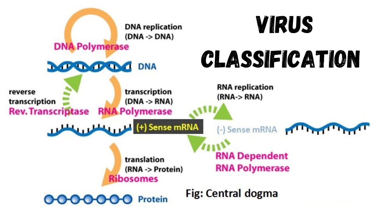 Classification of Viruses | Virus Classification | Virus Classification ...