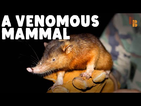 How The Solenodon Became Venomous