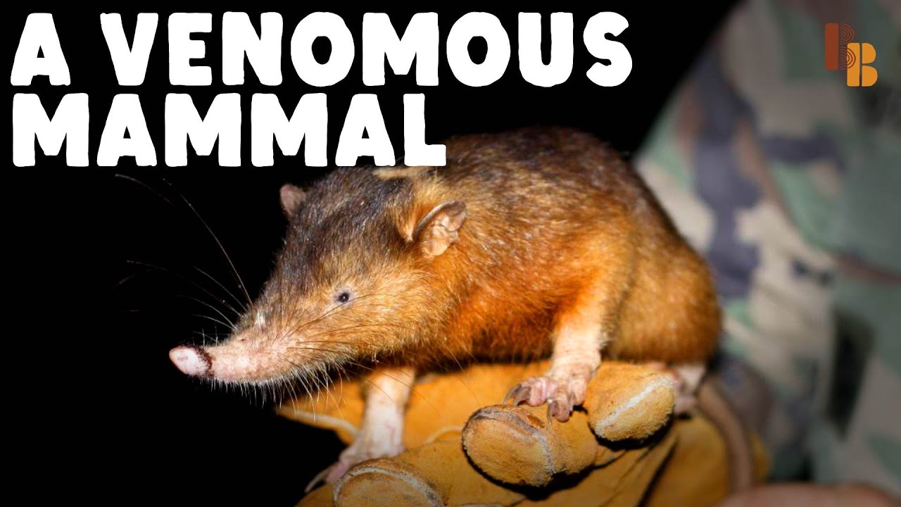 How The Solenodon Became Venomous - YouTube