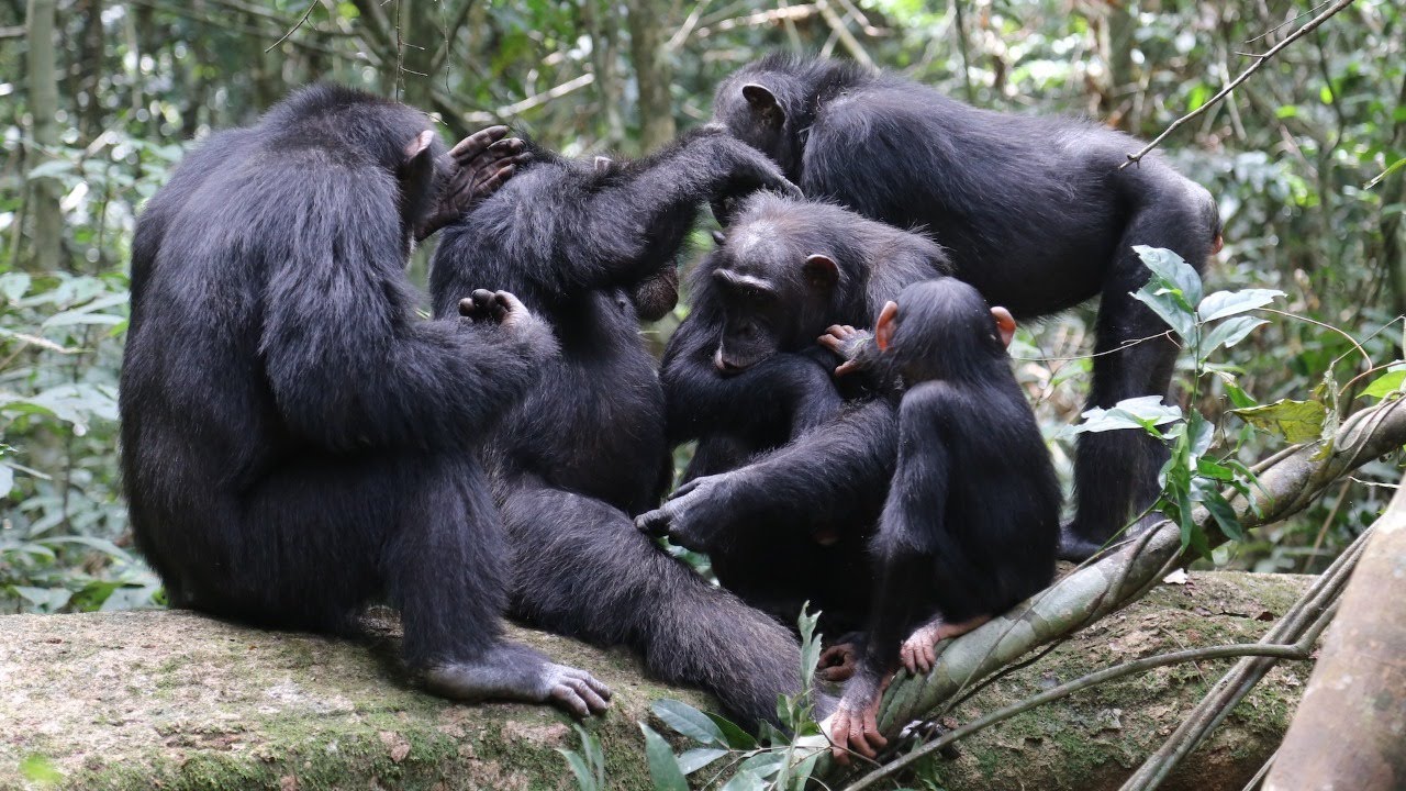 The Secrets of Chimpanzee Society - YouTube