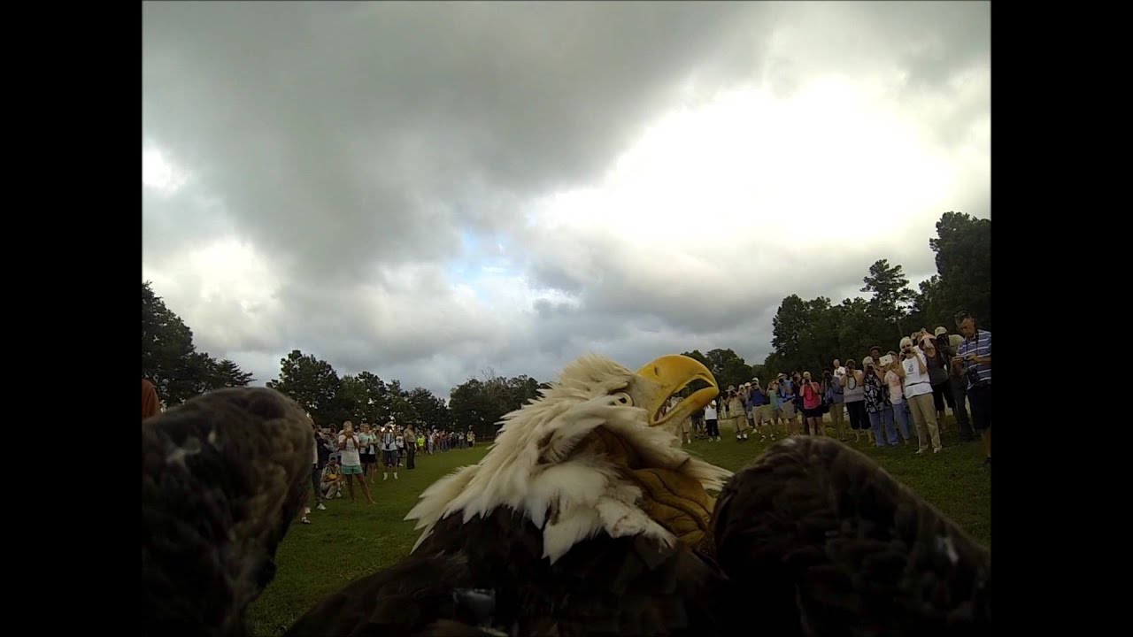 GoPro Footage of a Bald Eagle Release - YouTube