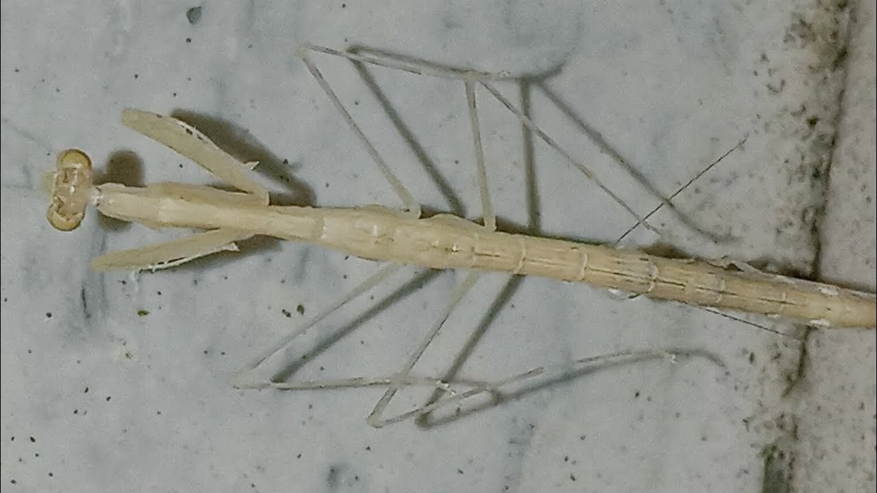 My pet ''White mantis(leptomantella sp.)'' is molting! - YouTube