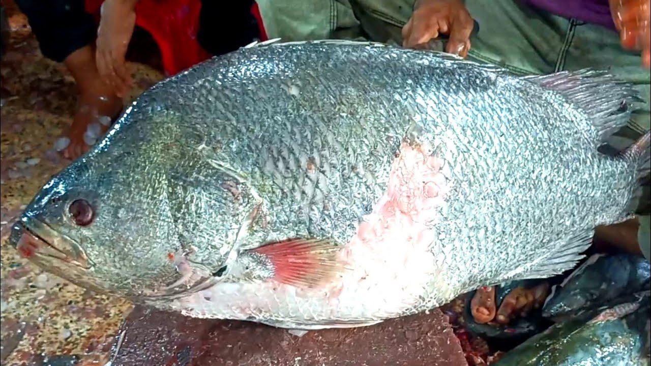 10KG Big Black Snapper Fish Cutting Live In Fish Market | Fish Cutting ...