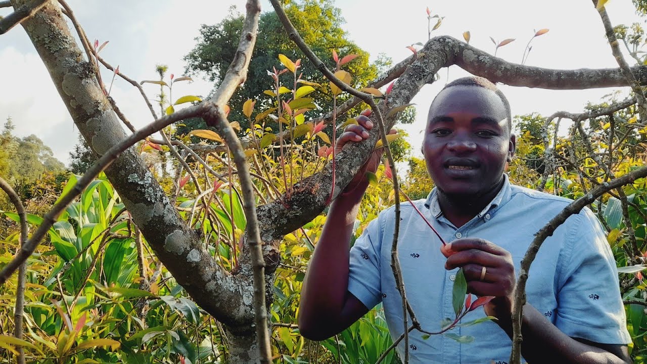 The Lucrative Miraa Farming in Meru, Kenya. - YouTube