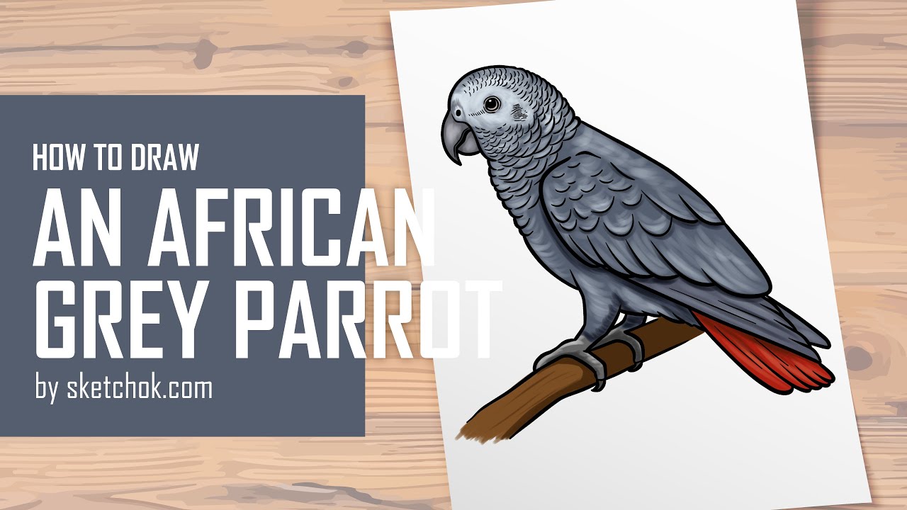 Bird Lovers! Let’s Sketch an African Grey Together - YouTube