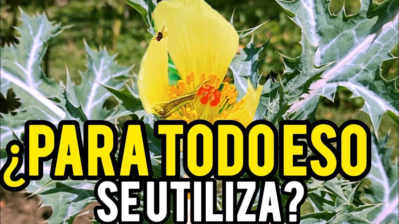 ¡PLANTA MEDICINAL 🌱☘ | USOS del CHICALOTE o CARDO SANTO, NO ES MALEZA ...