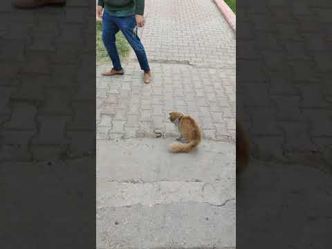 yılan kedi kavgası