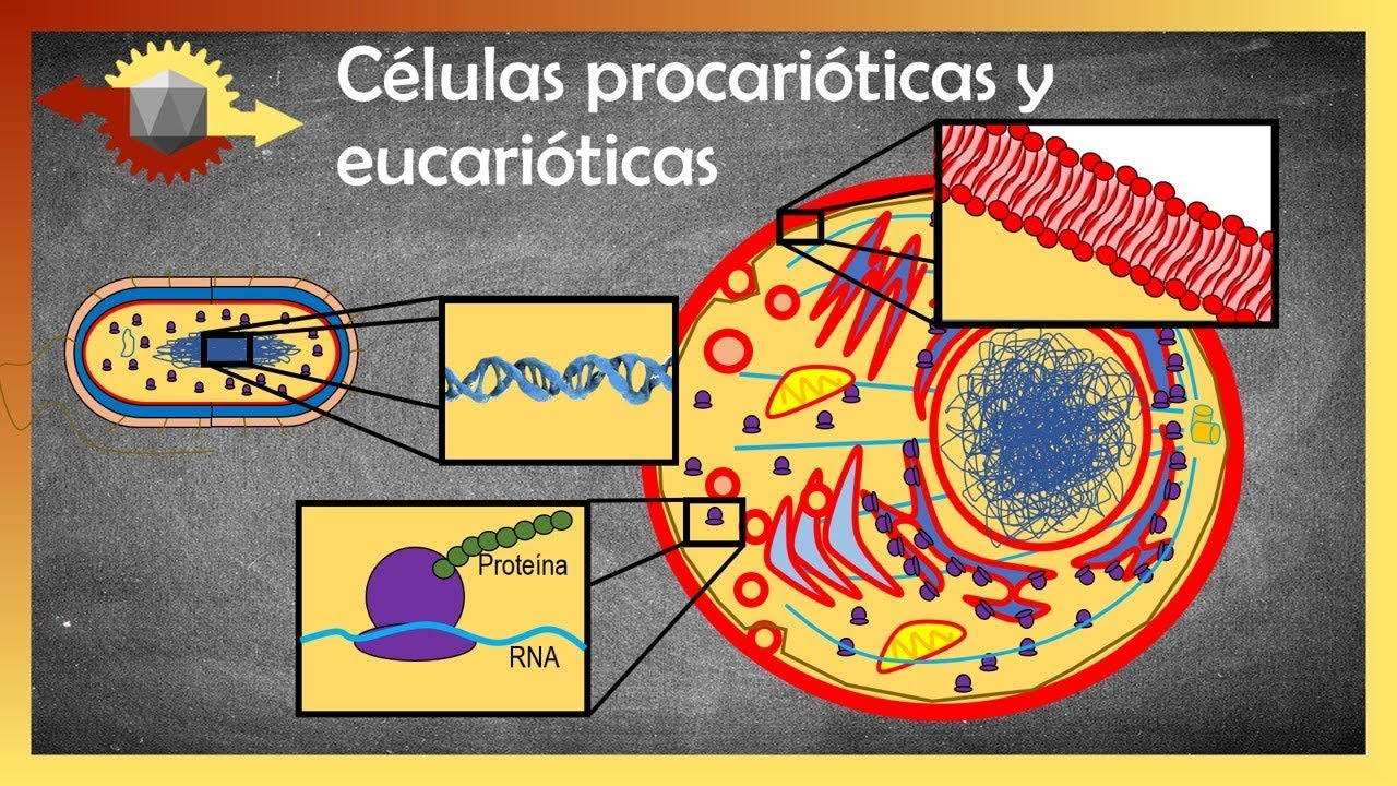 Células eucarióticas y procarióticas | Diferencias y características ...