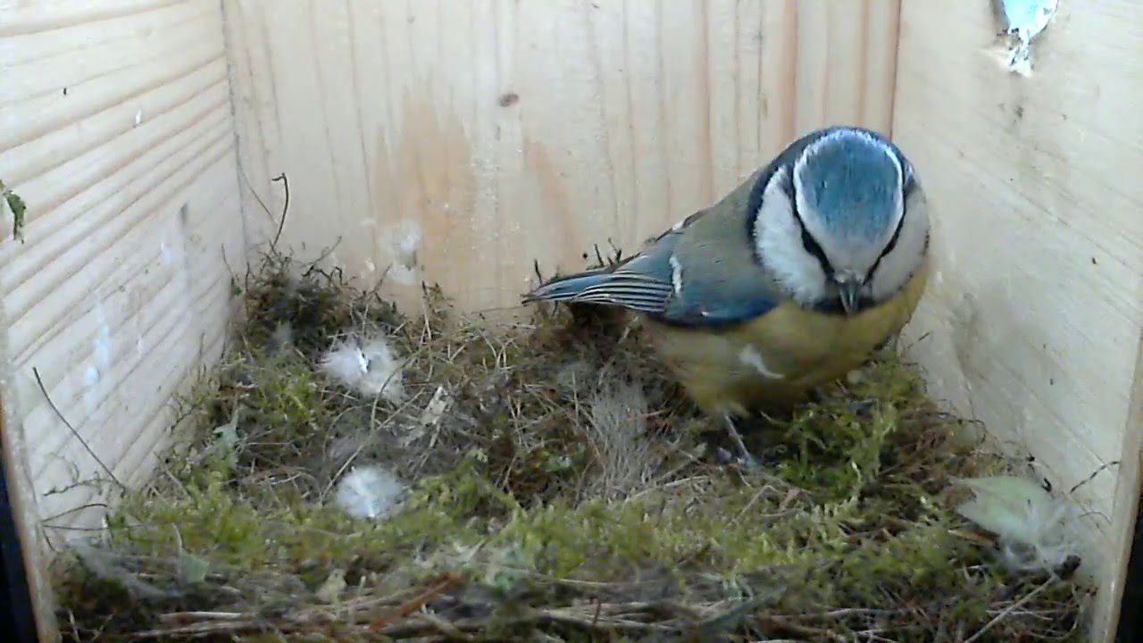 20160412 Blick auf Kohlmeise Blaumeise Kohlmeise - YouTube