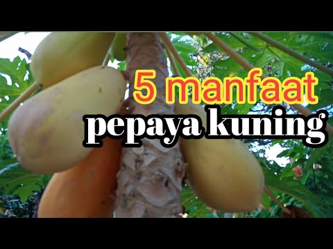 manfaat pepaya kuning@seribu manfaat - YouTube