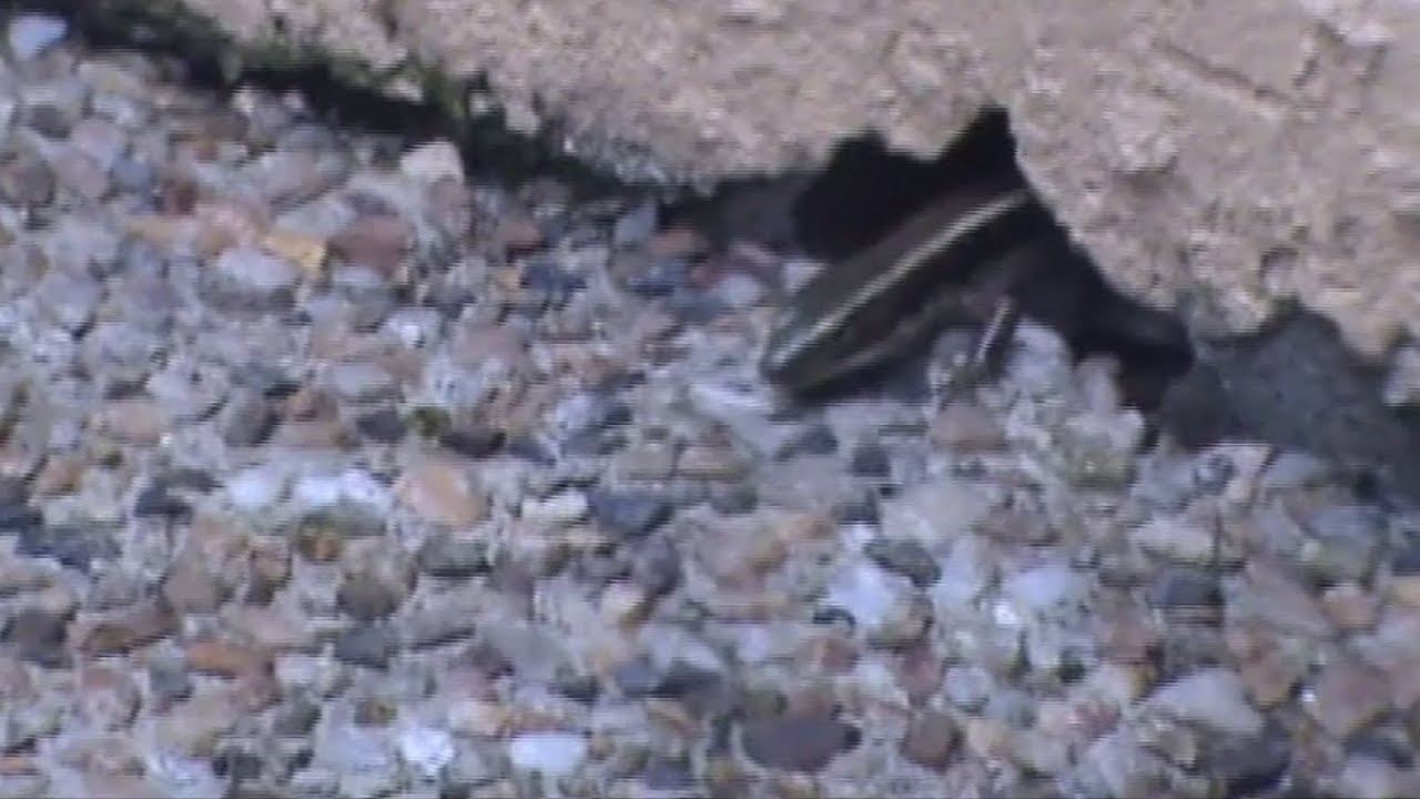 Common Garden Skink in Queensland Australia - YouTube