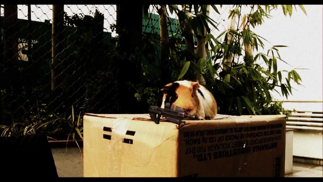 Guinea Pig Action: Guns and Guineas - YouTube