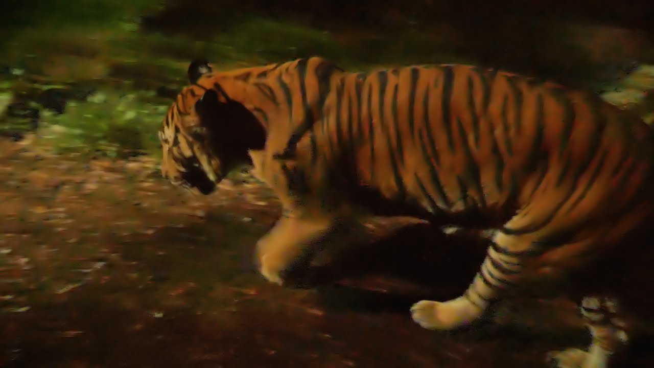 शेर.Tiger Coming very near at Night Safari.बाघ - YouTube