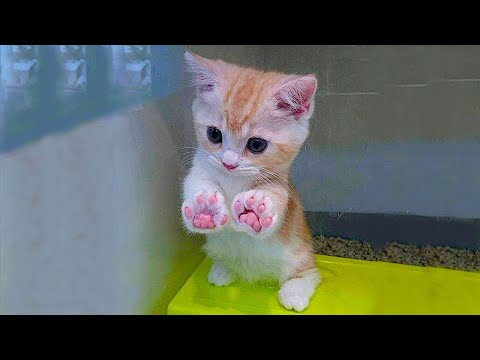 En komik hayvanlar / Kediler ve köpeklerle eğlence 2024 / LA #198